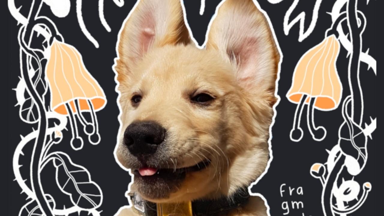 Fragments | Ferarock